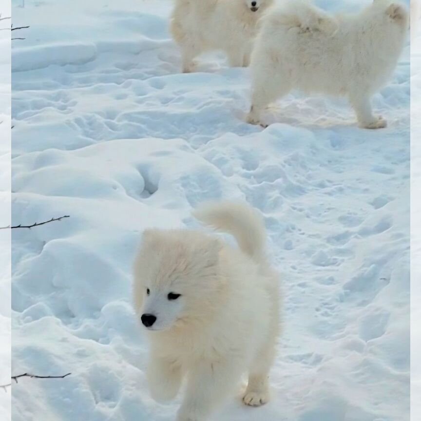 Самоедская собака, щенок