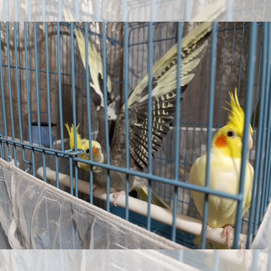 Забронировано Попугай корелла пара
