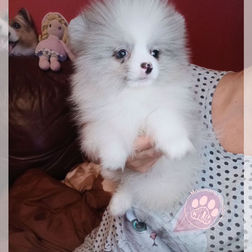 Померанский шпиц, щенок