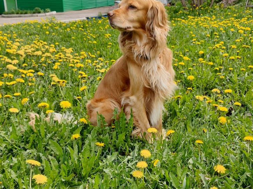 Спаниель ищет невесту