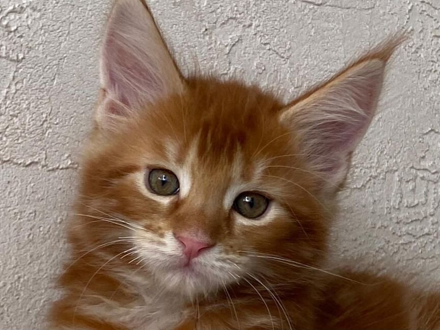 Котята мейн-кун рыжие