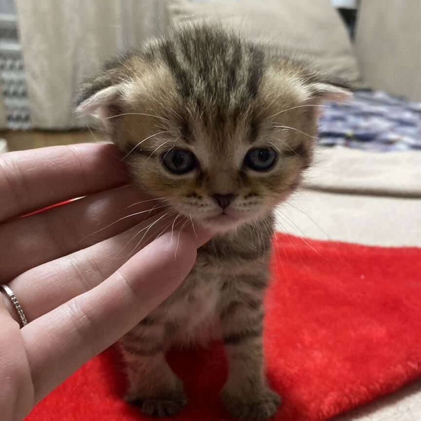 Шотландский вислоухий длинношёрстный котёнок