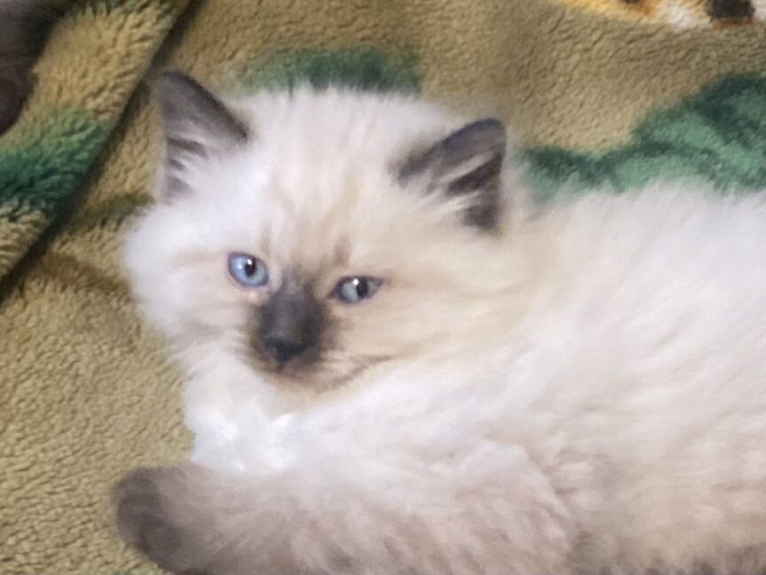 Невская маскарадная