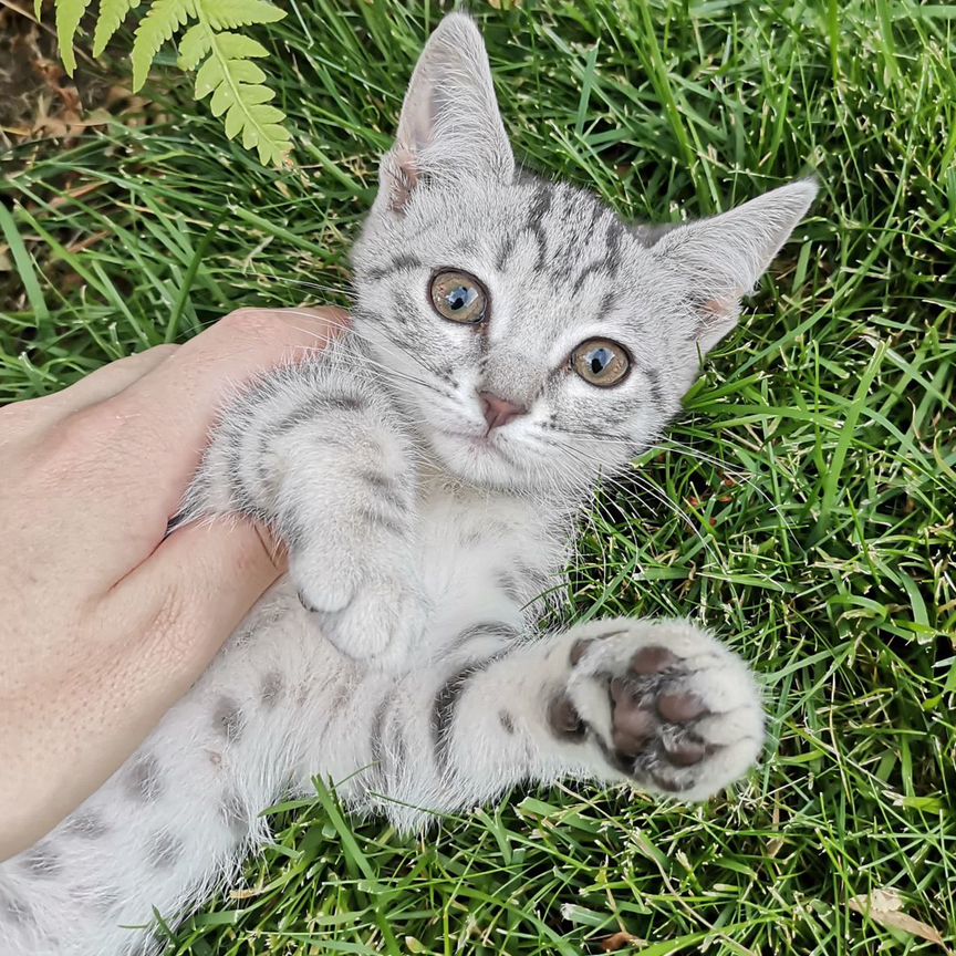 Отдаем котят в добрые руки