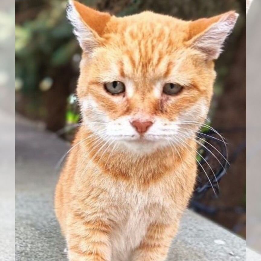 Взрослая, Девочка кошка в добрые руки