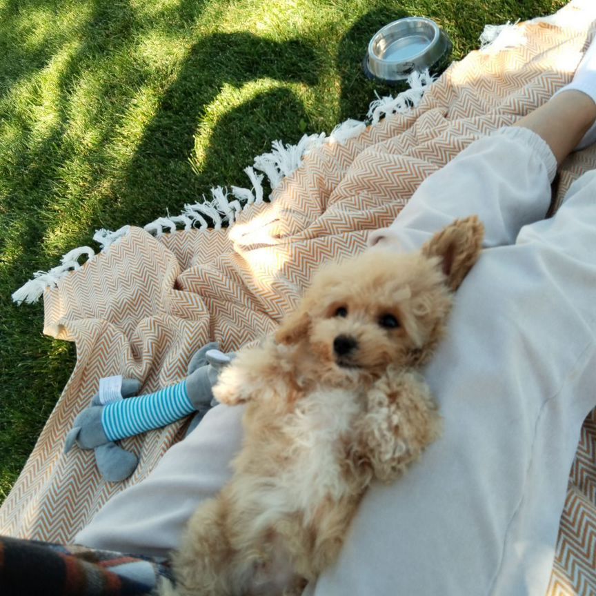 Мальтипу ф1 мини девочки и мальчики