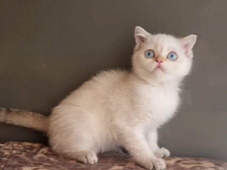 Мальчик золотой колорпойнт