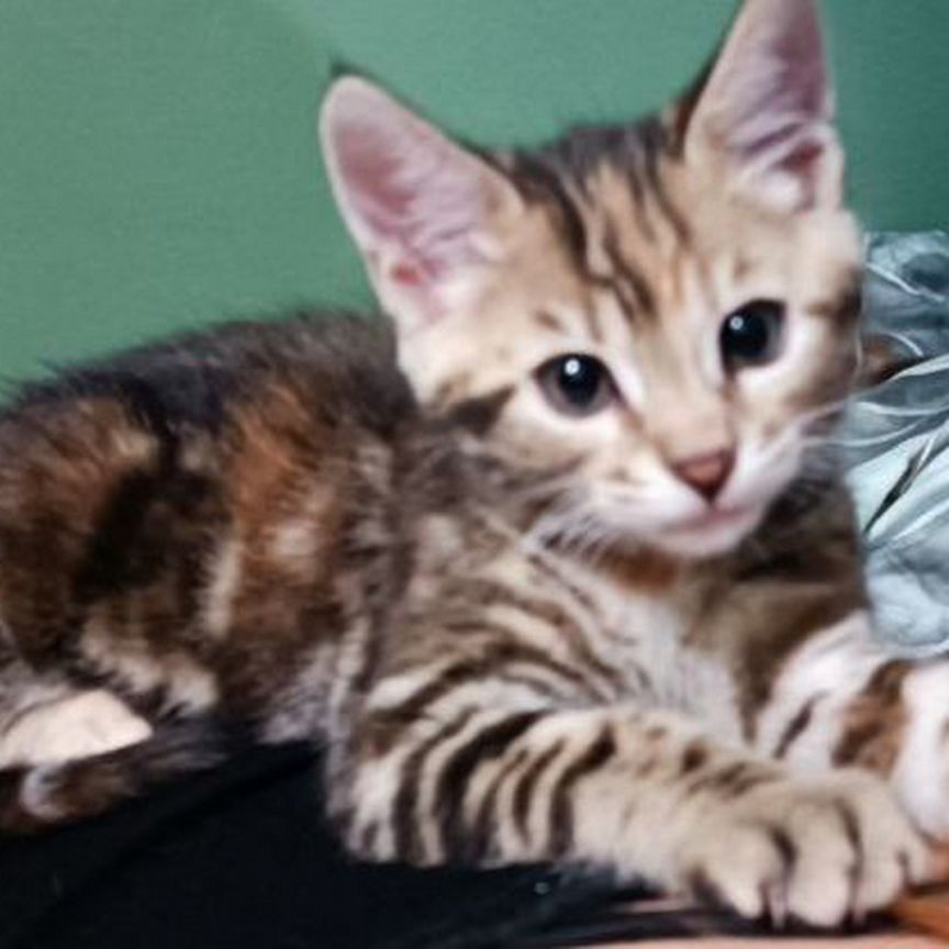 Отдам в добрые руки котенка девочку
