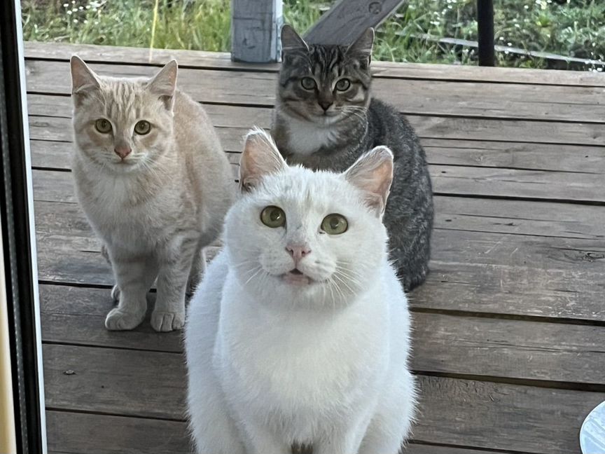 Разведенка с двумя прицепами(котики в добрые руки)