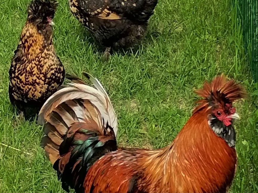 Семья Павловских кур+цыплята
