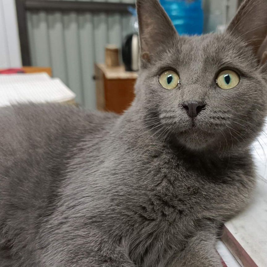 Красоточки в сером (3,5 мес.)в добрые руки