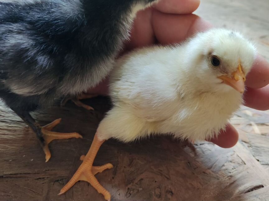 Цыплята доминант домашние