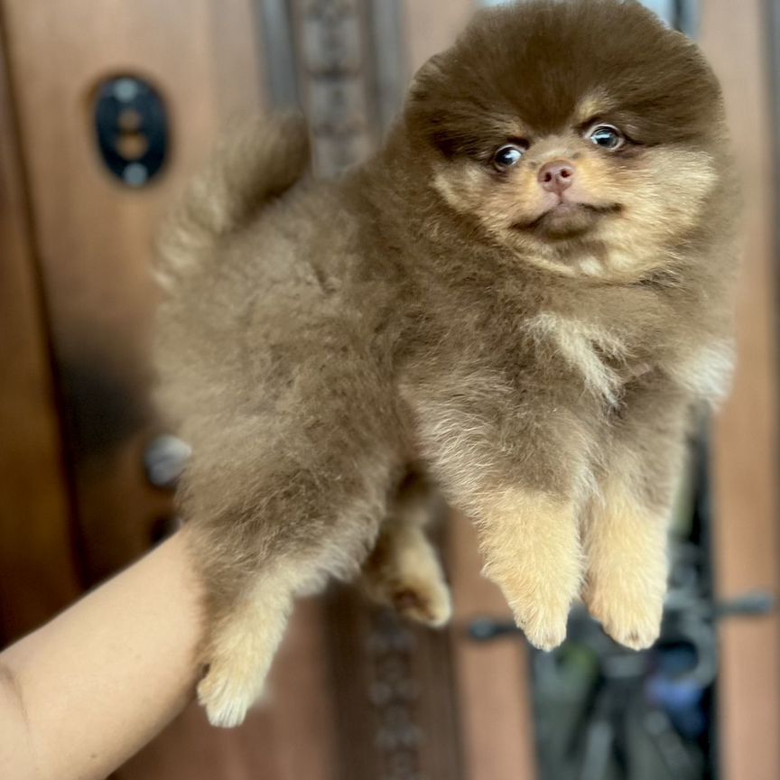 Померанский шпиц, щенок