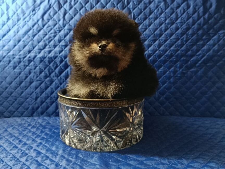 Померанский шпиц