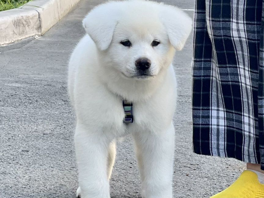 Белоснежный акитенок