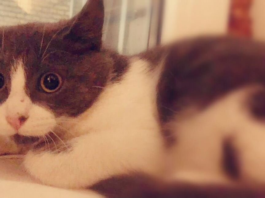 Котята породистые бесплатно трёхцветка