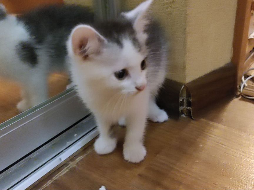 Отдадим котят