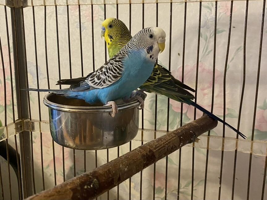 Волнистые попугаи