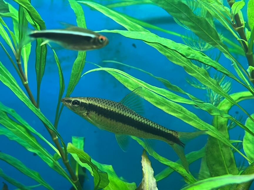 Сиамский водорослеед