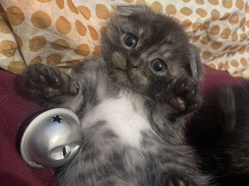 Британский вислоухий кот