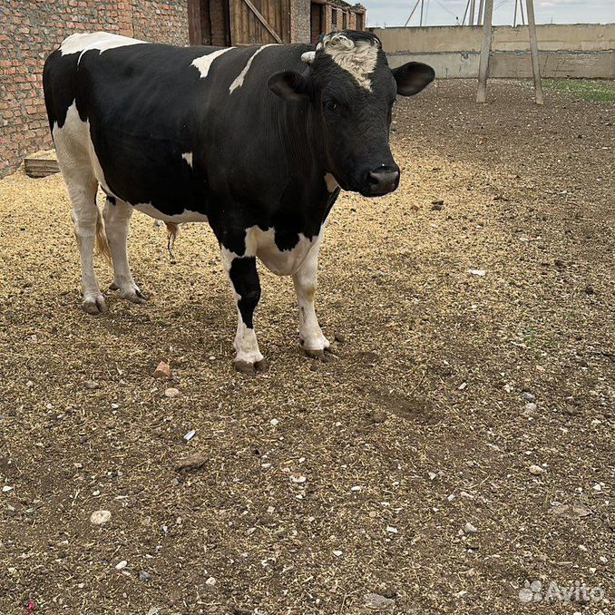 Быки на племя