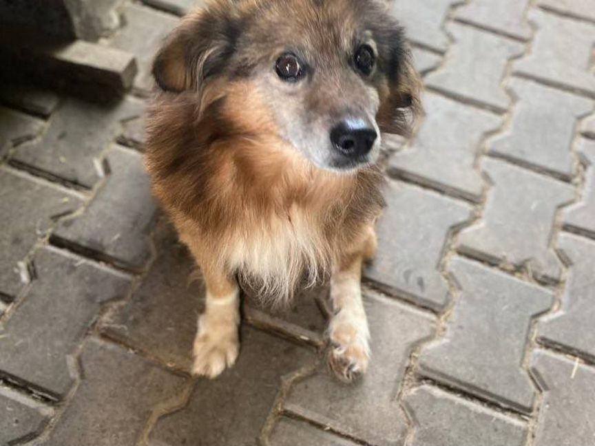 Собака в добрые руки