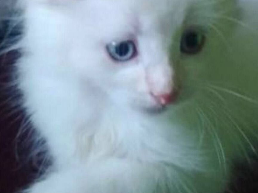 Кошка турецкая ангора