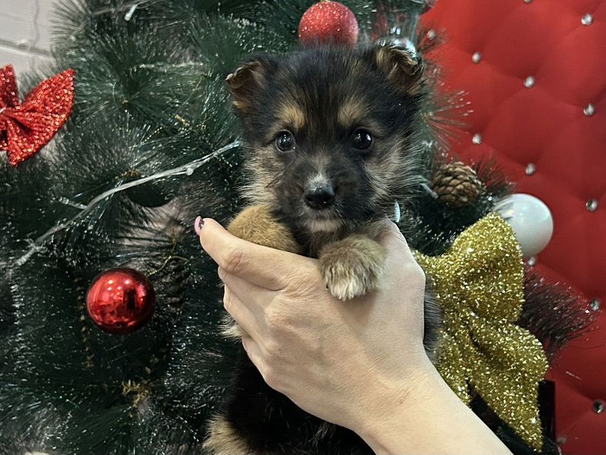 Щенки немецкой овчарки