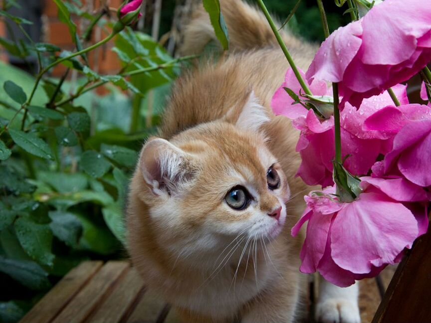 Кот золотая шиншилла