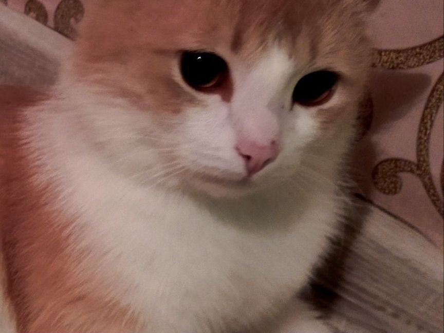 Кошка бесплатно