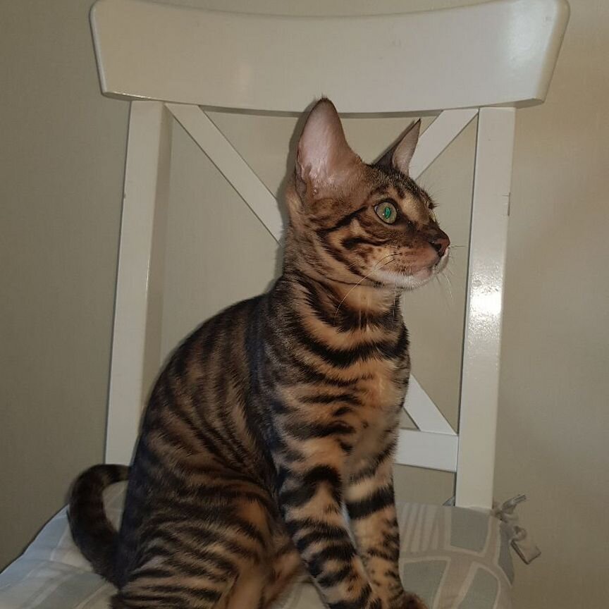 Тойгер toiger котенок 4 месяца с документами