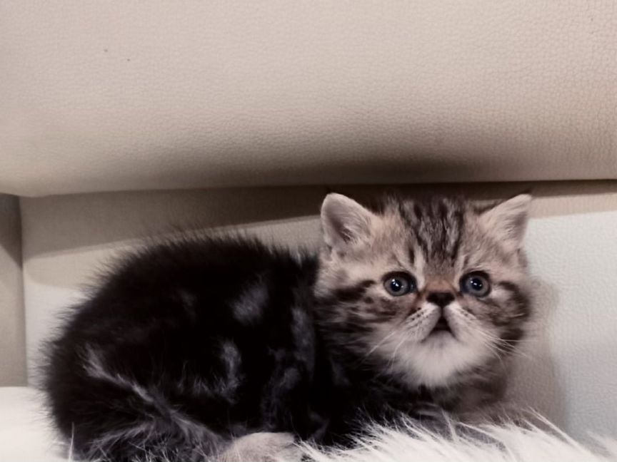 Котёнок экзот