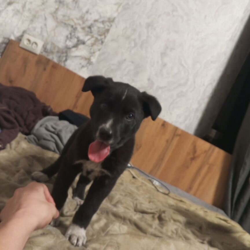 Отдам щенка в добрые руки