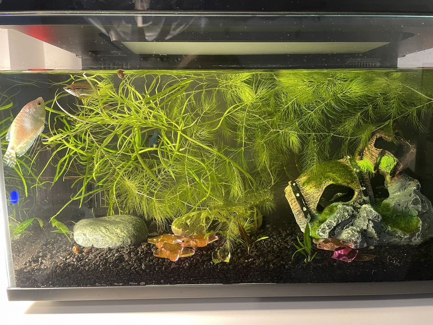 Рогалистник для аквариума