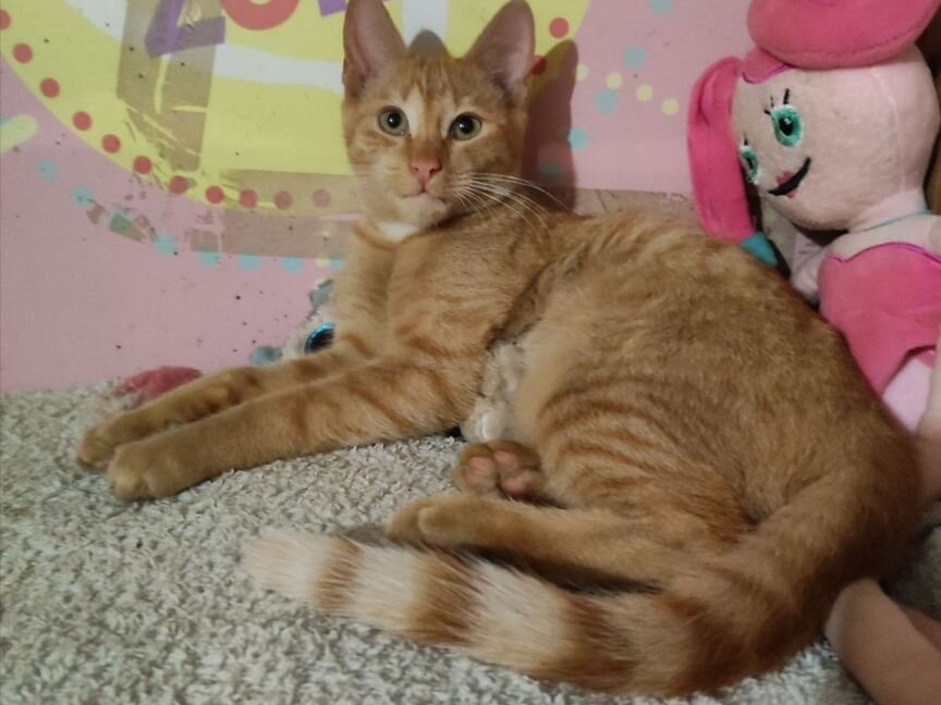 Котенок Левушка 4 мес