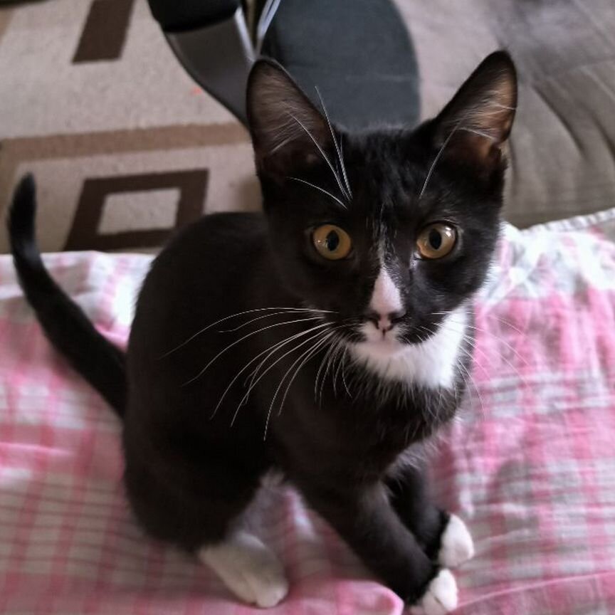 Котенок 3х месячный