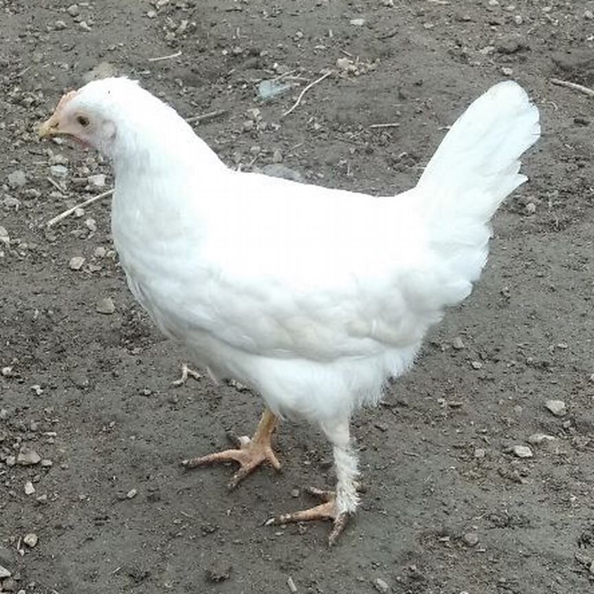 Куры молодки