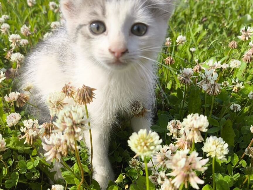 Домашние животные котята
