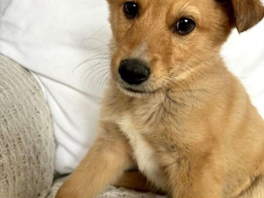 Щенок в добрые руки бесплатно