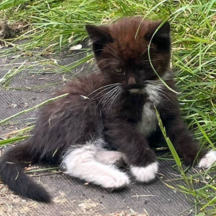 Котёнок в добрые руки