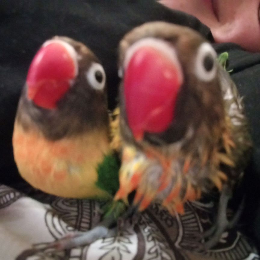 Попугай неразлучники