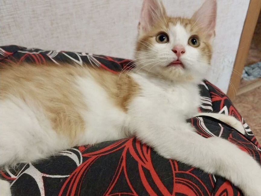 Очень симпатичненький Рыжик