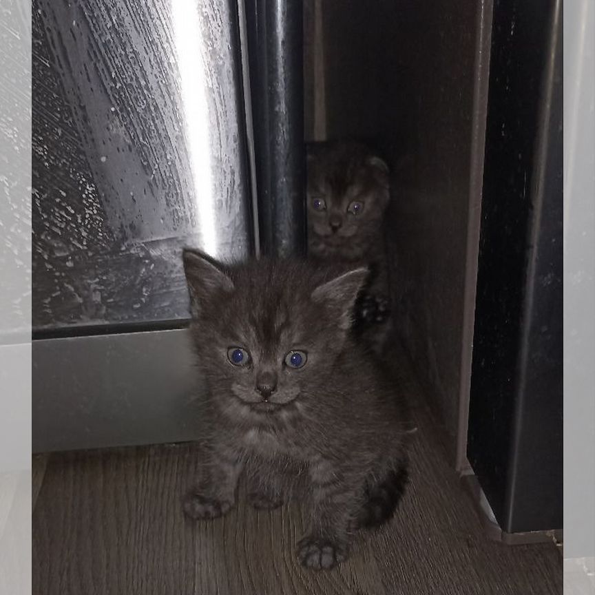 Шотландский вислоухий короткошёрстный котёнок