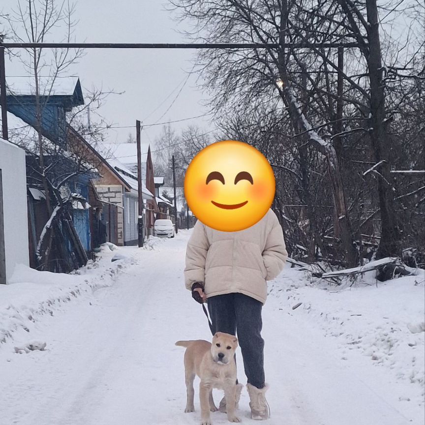 Алабай щенок