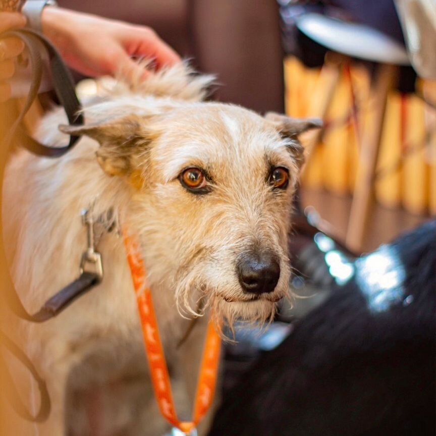 Джессика хочет домой