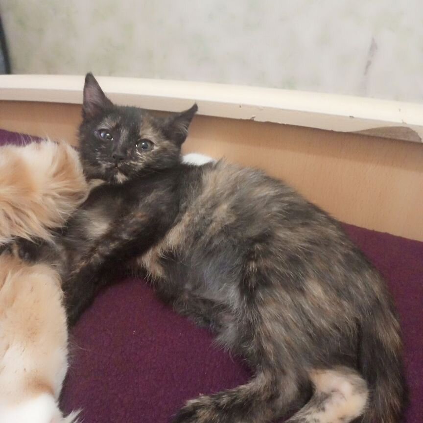 Котенок-черепашка