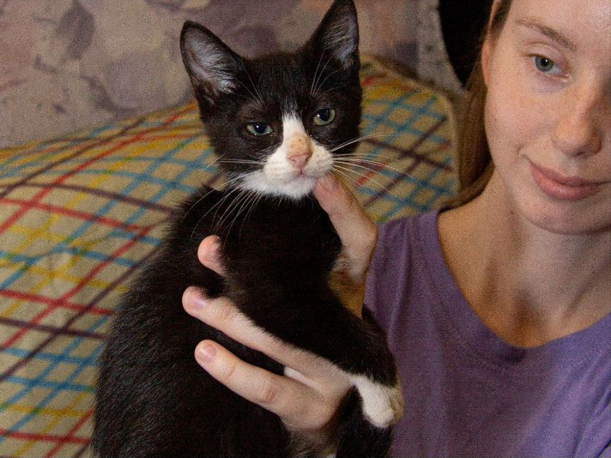 Котенок Понка в добрые ручки