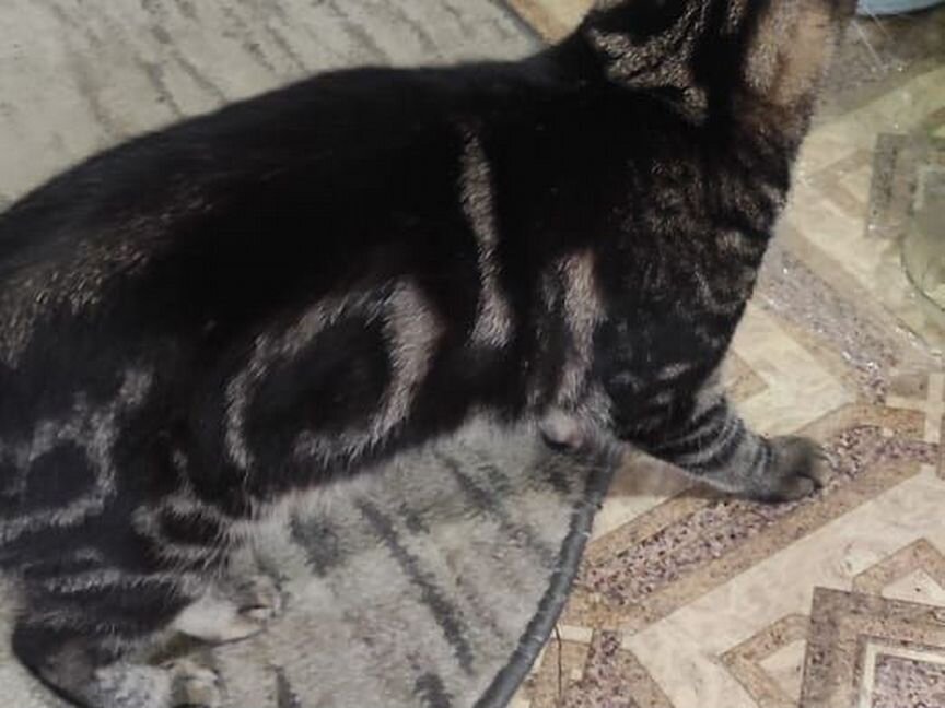 Кошка английский кёрм девочка спаривания