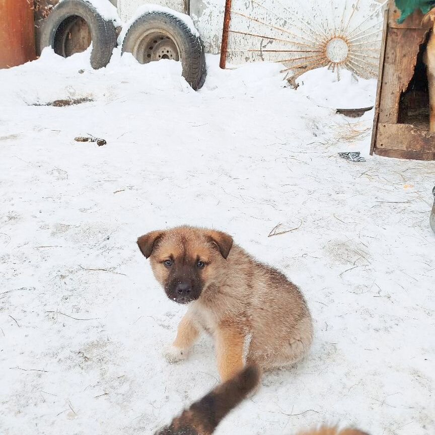 Животные