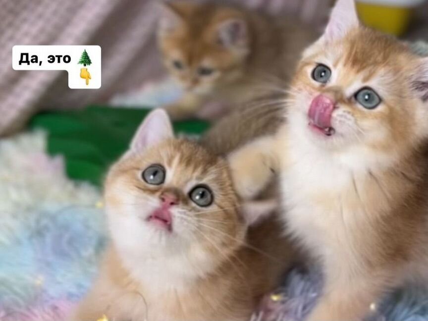 Котята золотая шиншилла